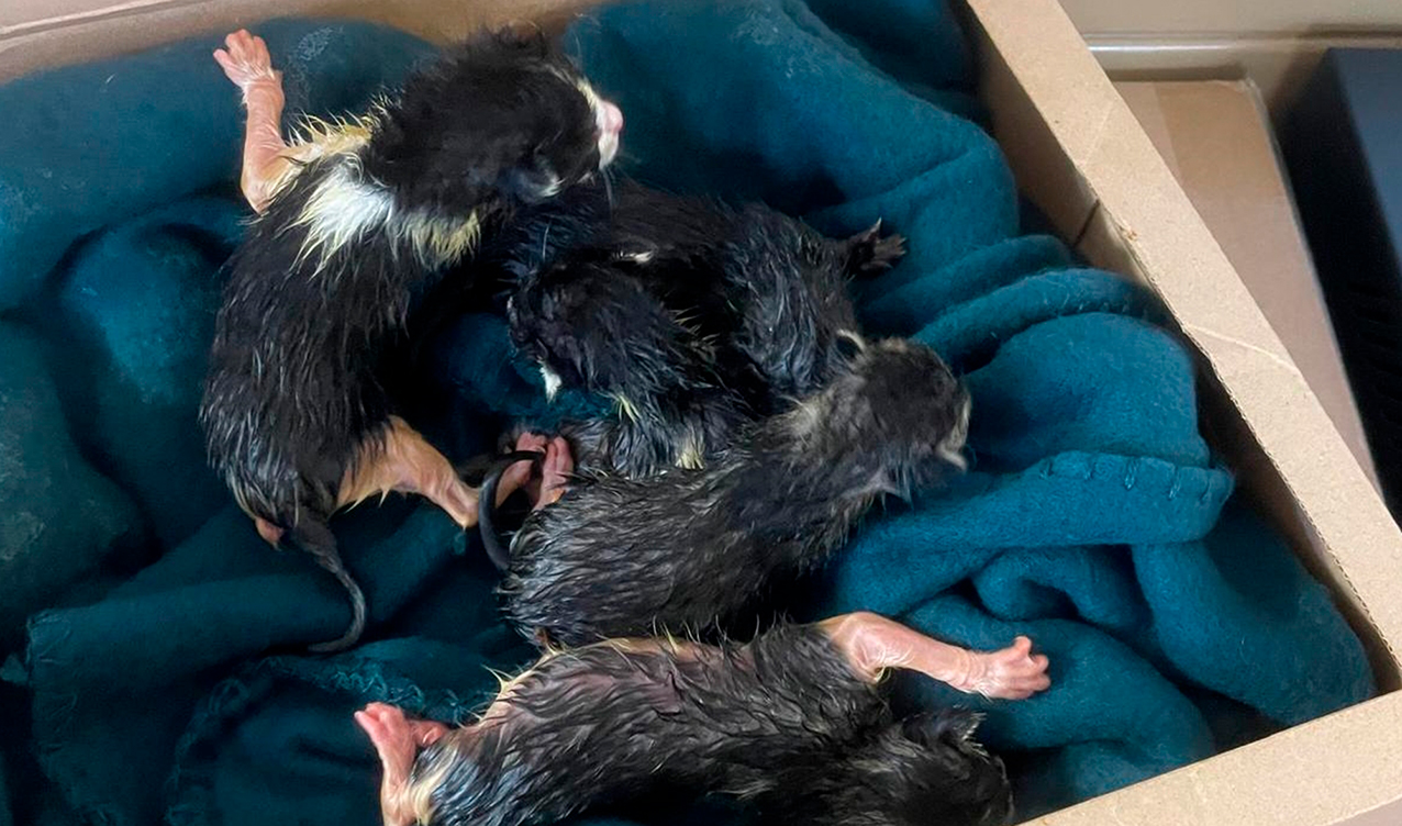 Investigan a una mujer de 62 años por el abandono de gatos recién ...
